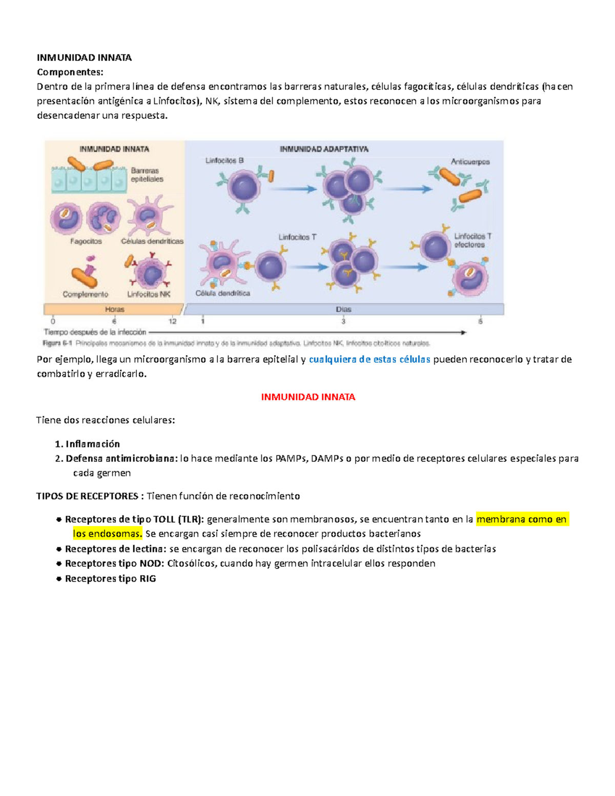 Sistema Inmune, patologia - INMUNIDAD INNATA Componentes: Dentro de la ...