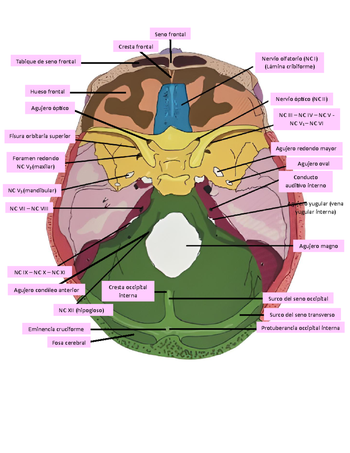 Nervios craneales - Agujero óptico Agujero condíleo anterior Cresta occipital interna NC XII ...