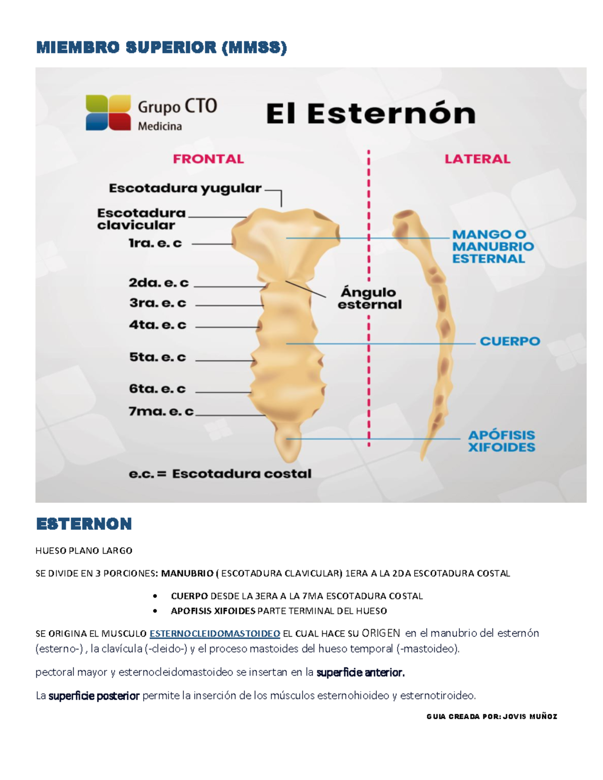 GUIA Anatomia 1ER AÑO 044830 - MIEMBRO SUPERIOR (MMSS) ESTERNON HUESO ...