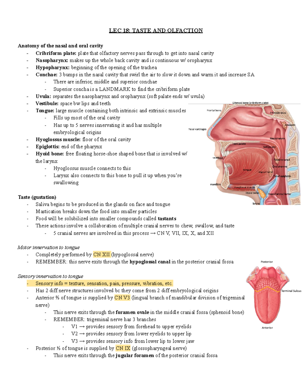 LEC 18 Taste AND Olfaction - LEC 18: TASTE AND OLFACTION Anatomy of the nasal and oral cavity ...