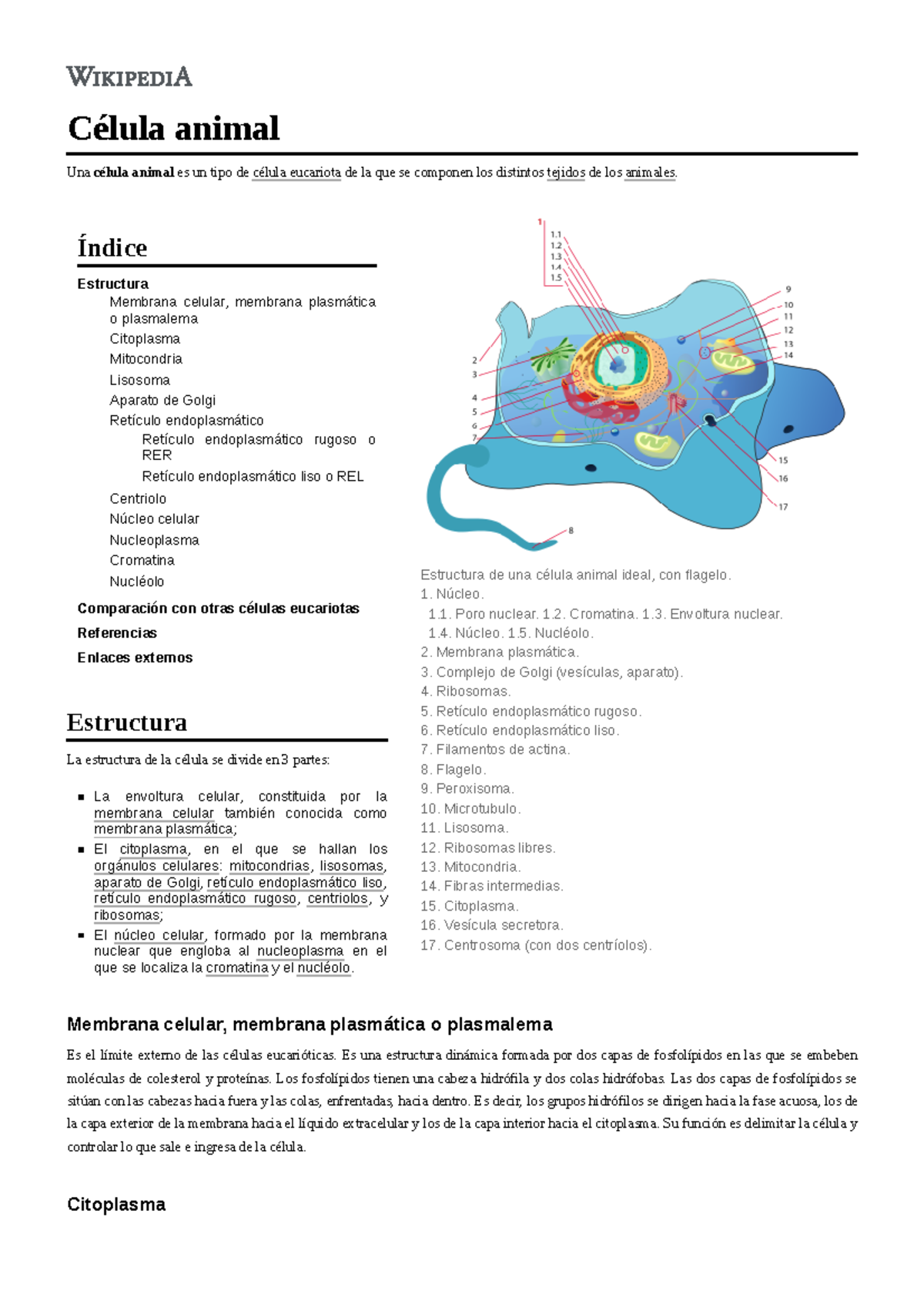 Célula animal - CONCEPTOS Y APUNTES - Célula animal Una célula animal ...