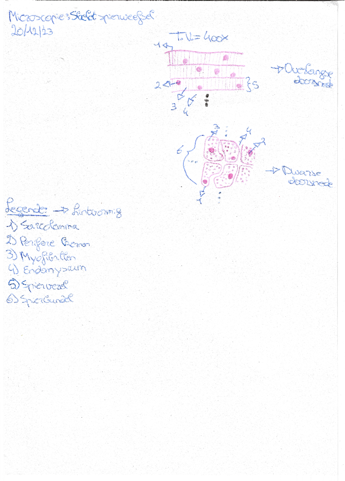 Tekening Skeletspierweefsel - Labo cel- en weefselleer - Studocu