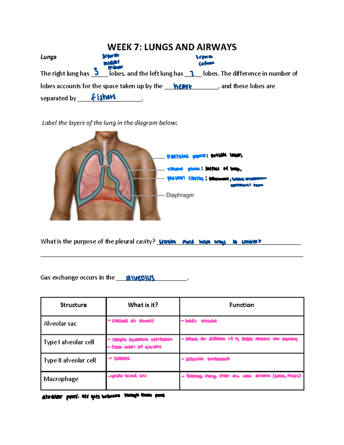 Session 5 Worksheet - Lungs and Airways - WEEK 7: LUNGS AND AIRWAYS ...