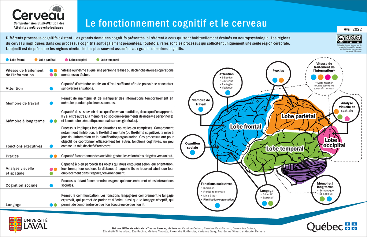 Le cerveau et le fonctionnement cognitif - affiche scientifique - Lobe ...