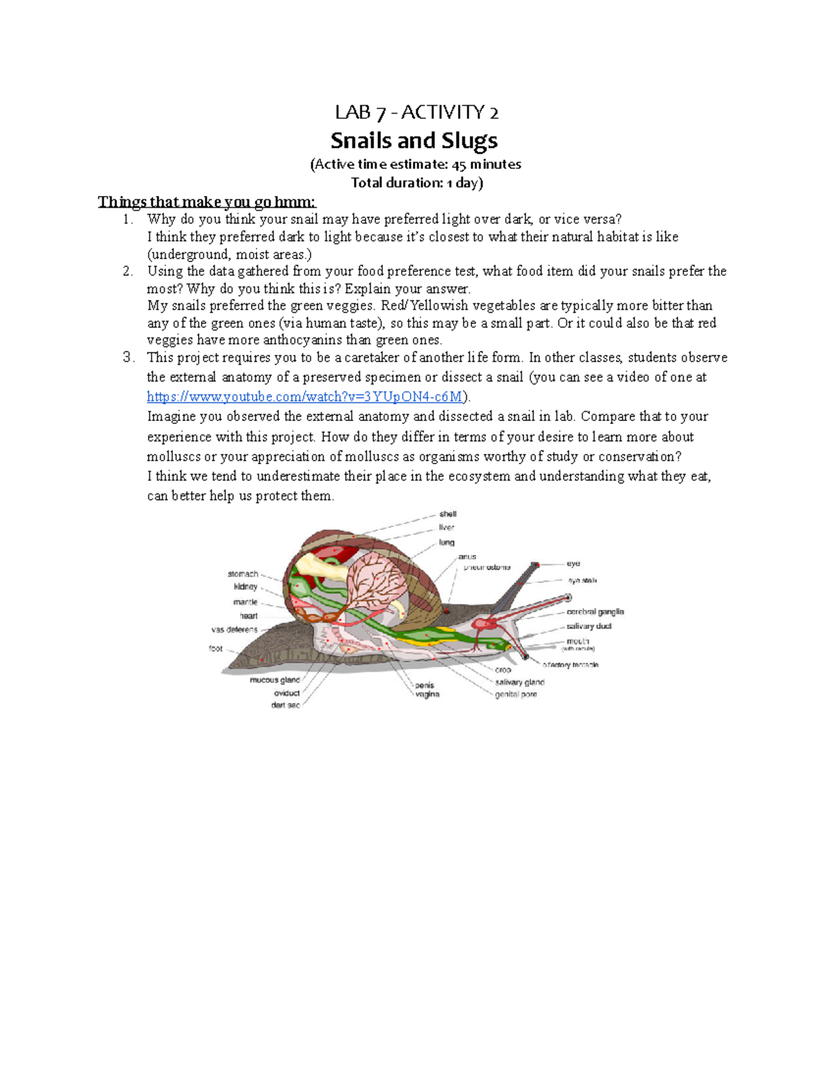 Copy of Lab7activity 2 snails and slugs - LAB 7 - ACTIVITY 2 Snails and ...