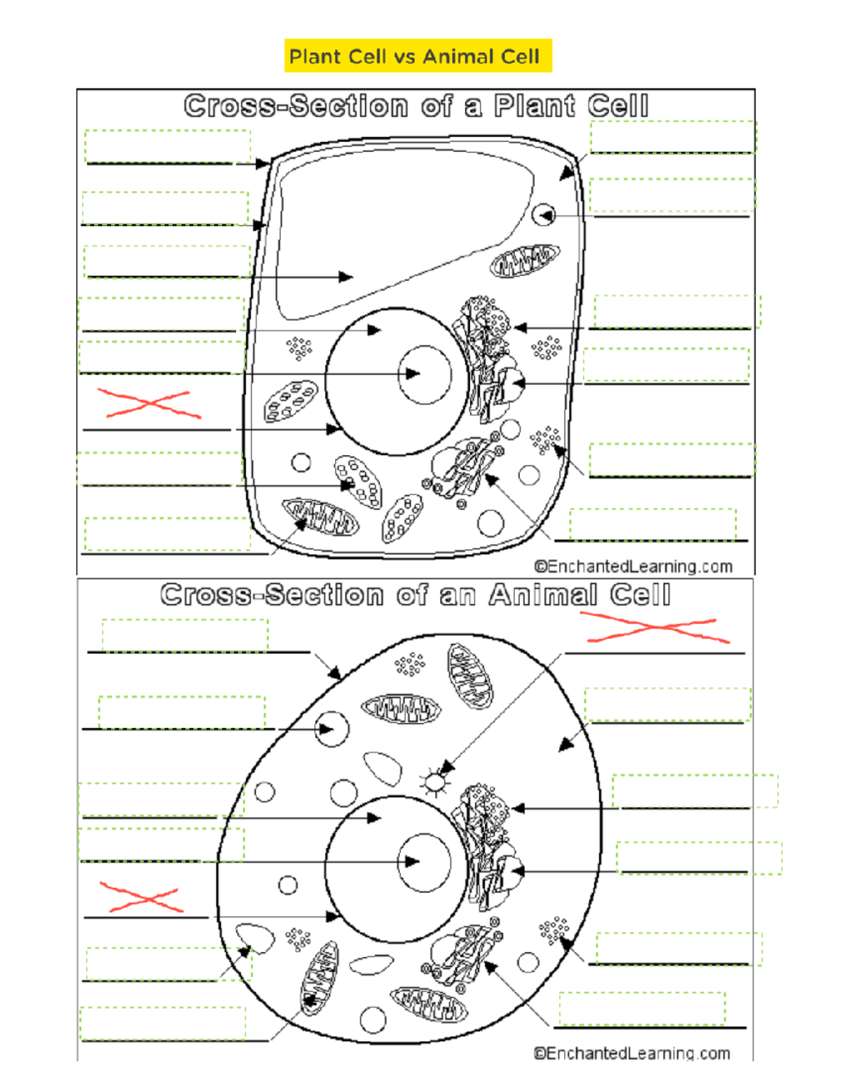 Cells Test Review - rtgyui9o0p-0oygtfcdxszdftgyhujlp[;kuhygtfhujp ...