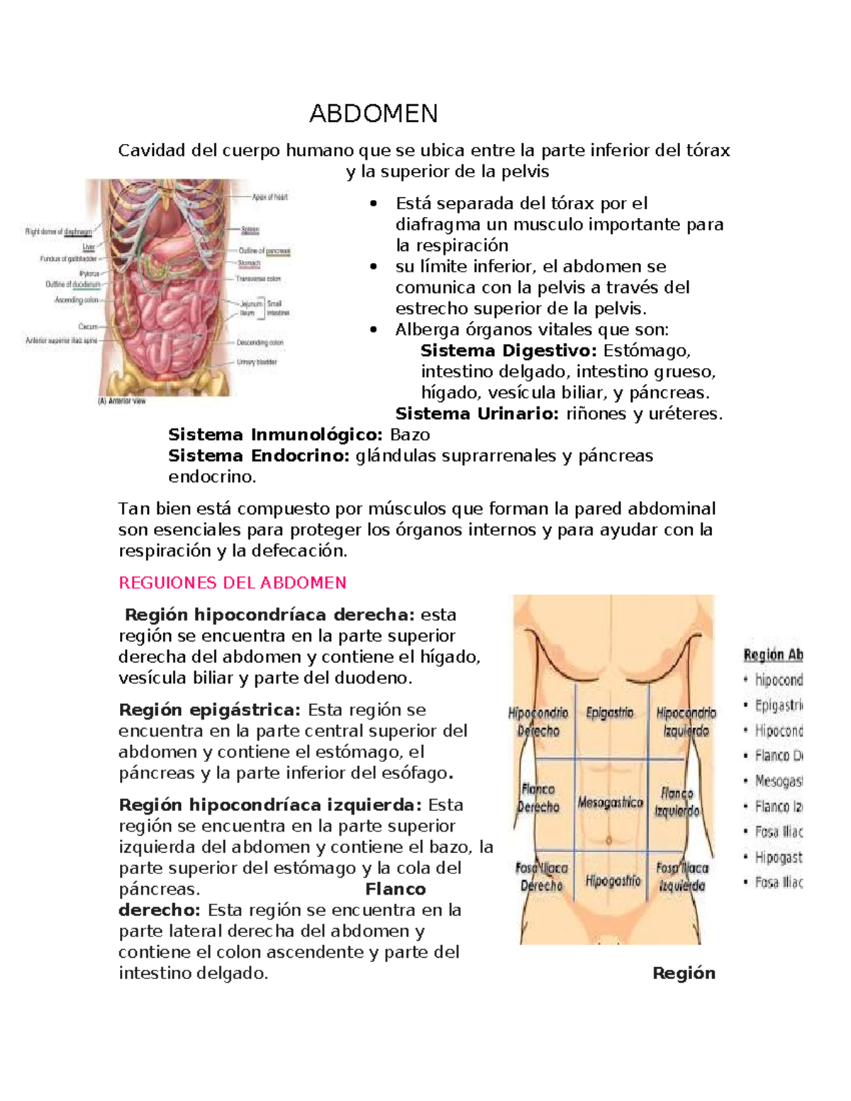 Abdomen-1 - ABDOMEN Cavidad del cuerpo humano que se ubica entre la ...