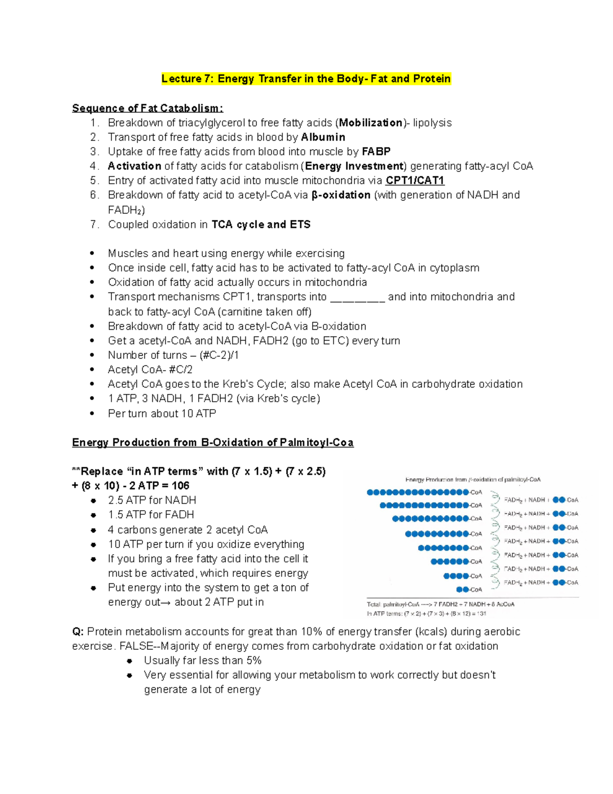 Lecture 7 - Ch. 7 - Lecture 7: Energy Transfer in the Body- Fat and ...