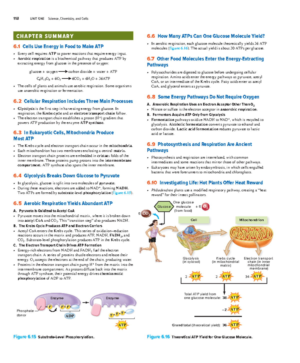 Biology Concepts and Investigations, Chapter Six Review - CHAPTER ...