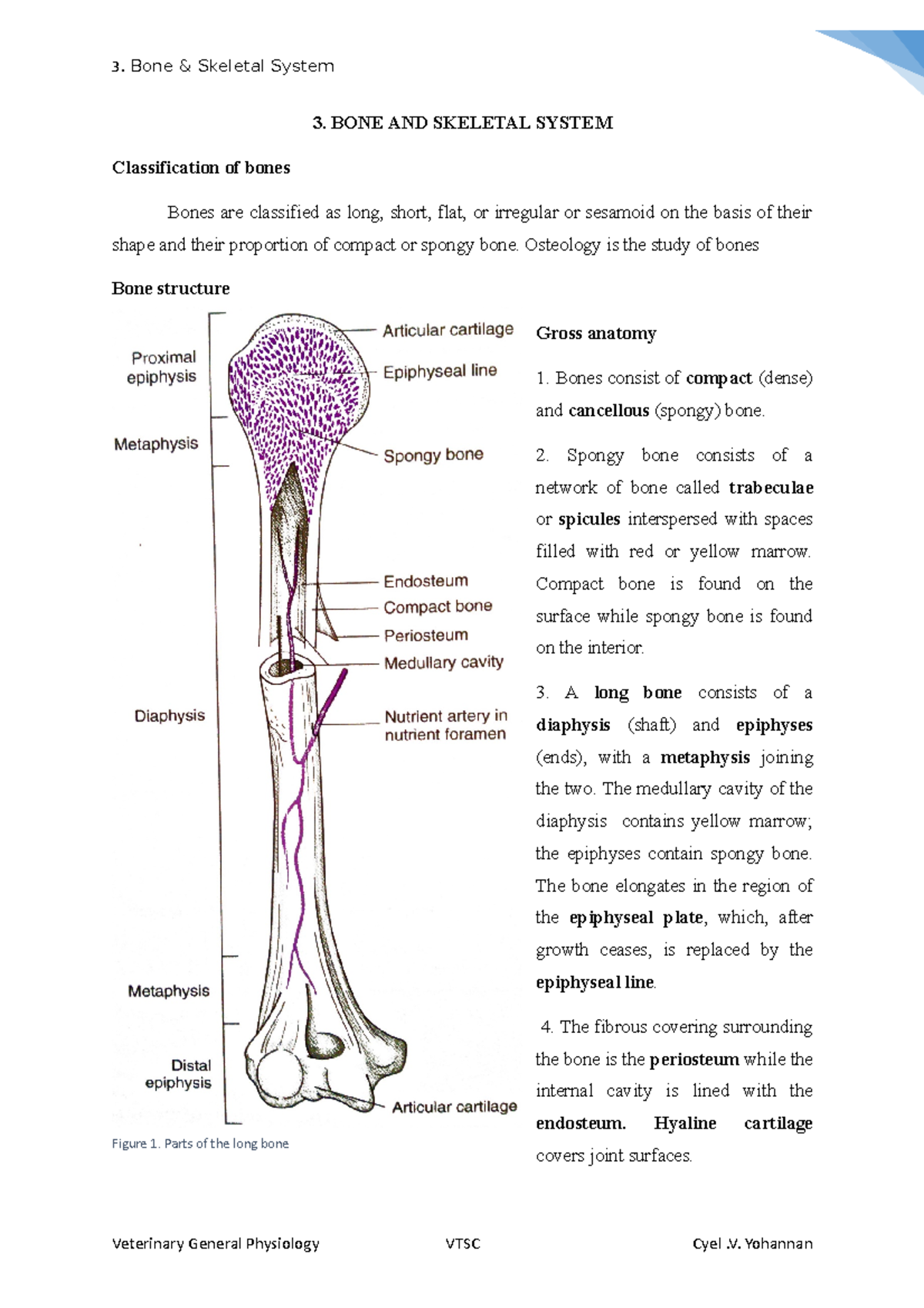 3. BONE AND Skeletal System - 3. BONE AND SKELETAL SYSTEM ...