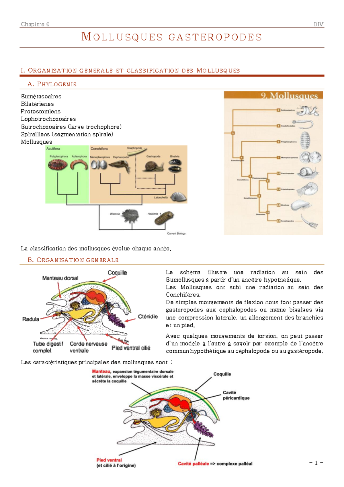 6 - Les Mollusques gastéropodes - MO L L U S Q U E S G A S T E R O P O ...