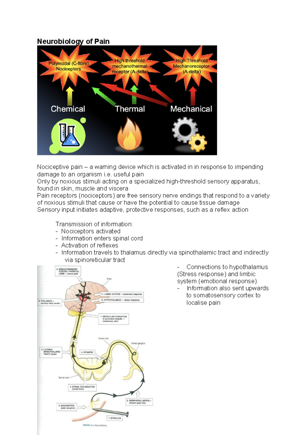 3-Neurobiology of Pain - Neurobiology of Pain Nociceptive pain – a ...