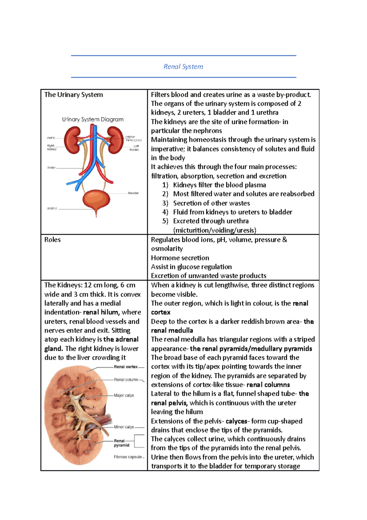 Renal System and Conditions - Renal System The Urinary System Filters ...