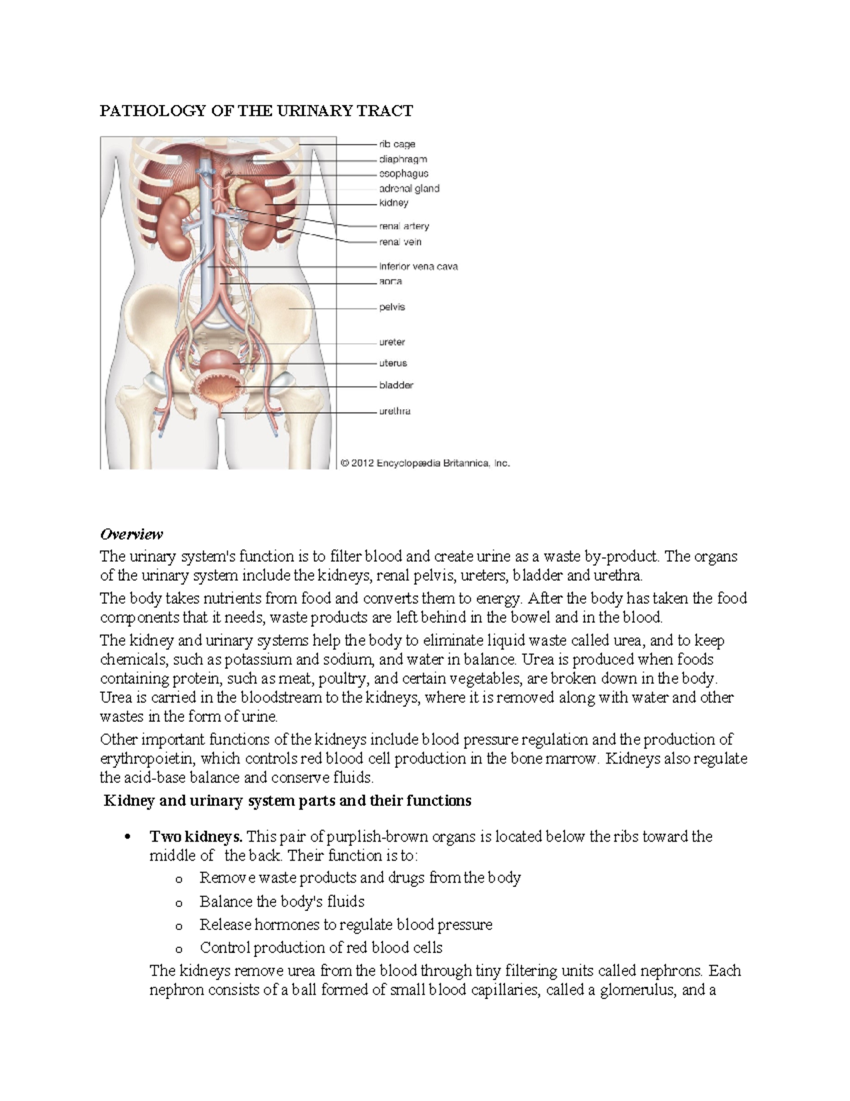 Pathology OF THE Urinary Tract - PATHOLOGY OF THE URINARY TRACT ...