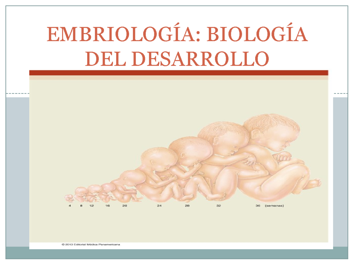 - C 1 Bases Molec DEL Desarrollo Embionario - EMBRIOLOGÍA: BIOLOGÍA DEL ...