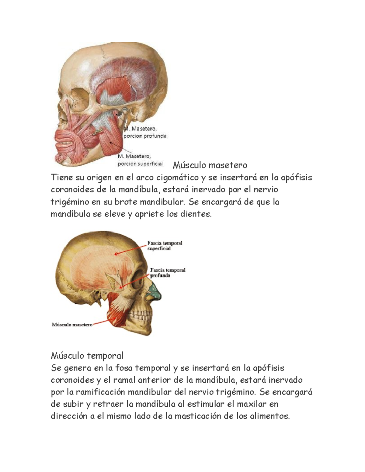 Musculos y huesos de la masticacion - Músculo masetero Tiene su origen ...