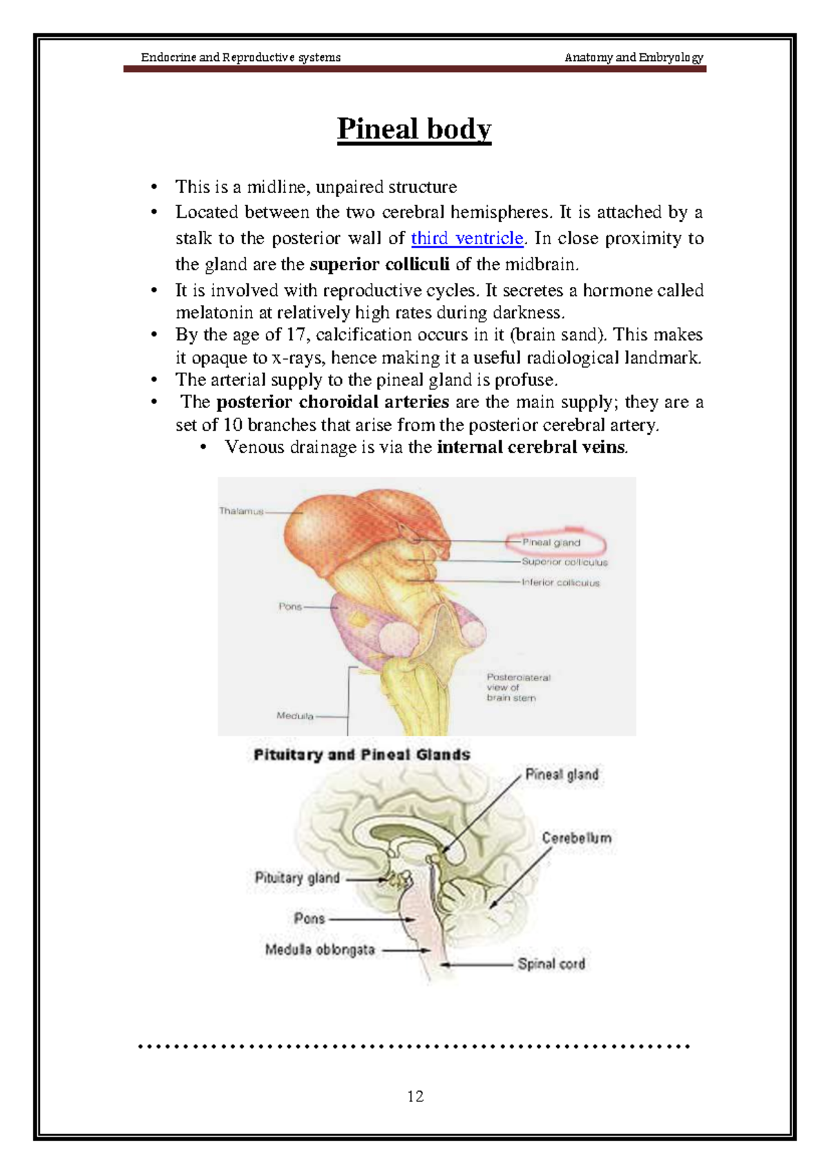 ERD anatomy-Pineal body - Endocrine and Reproductive systems Anatomy ...