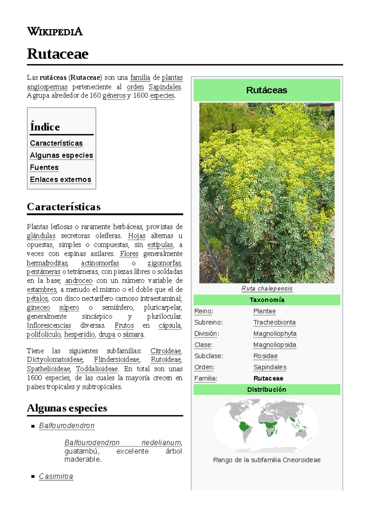 Rutaceae - dasjdaskd - Rutáceas Ruta chalepensis Taxonomía Reino ...