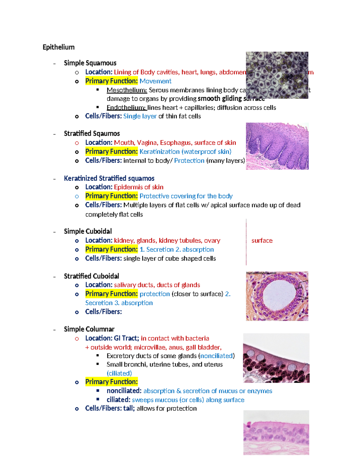CH.2 Types of Tissues - Notes from soph1 semester - Epithelium - Simple ...