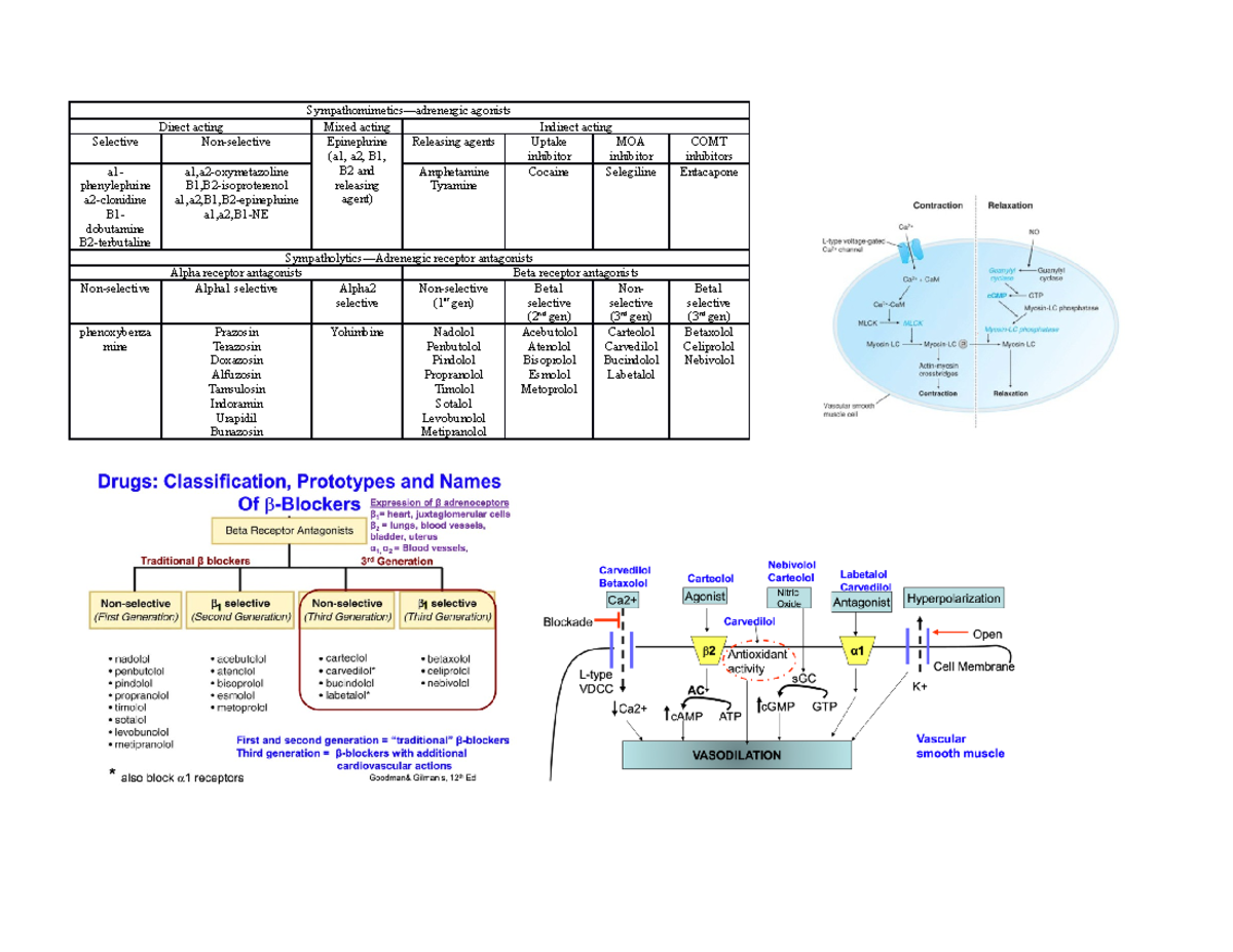 Exam 3 study guide - Sympathomimetics—adrenergic agonists Direct acting ...