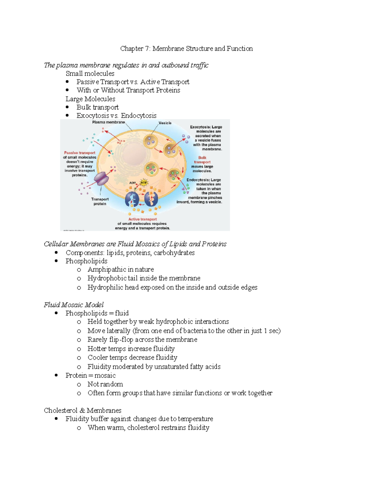 Chapter 7 Membrane Structure and Function - Chapter 7: Membrane Structure and Function The ...