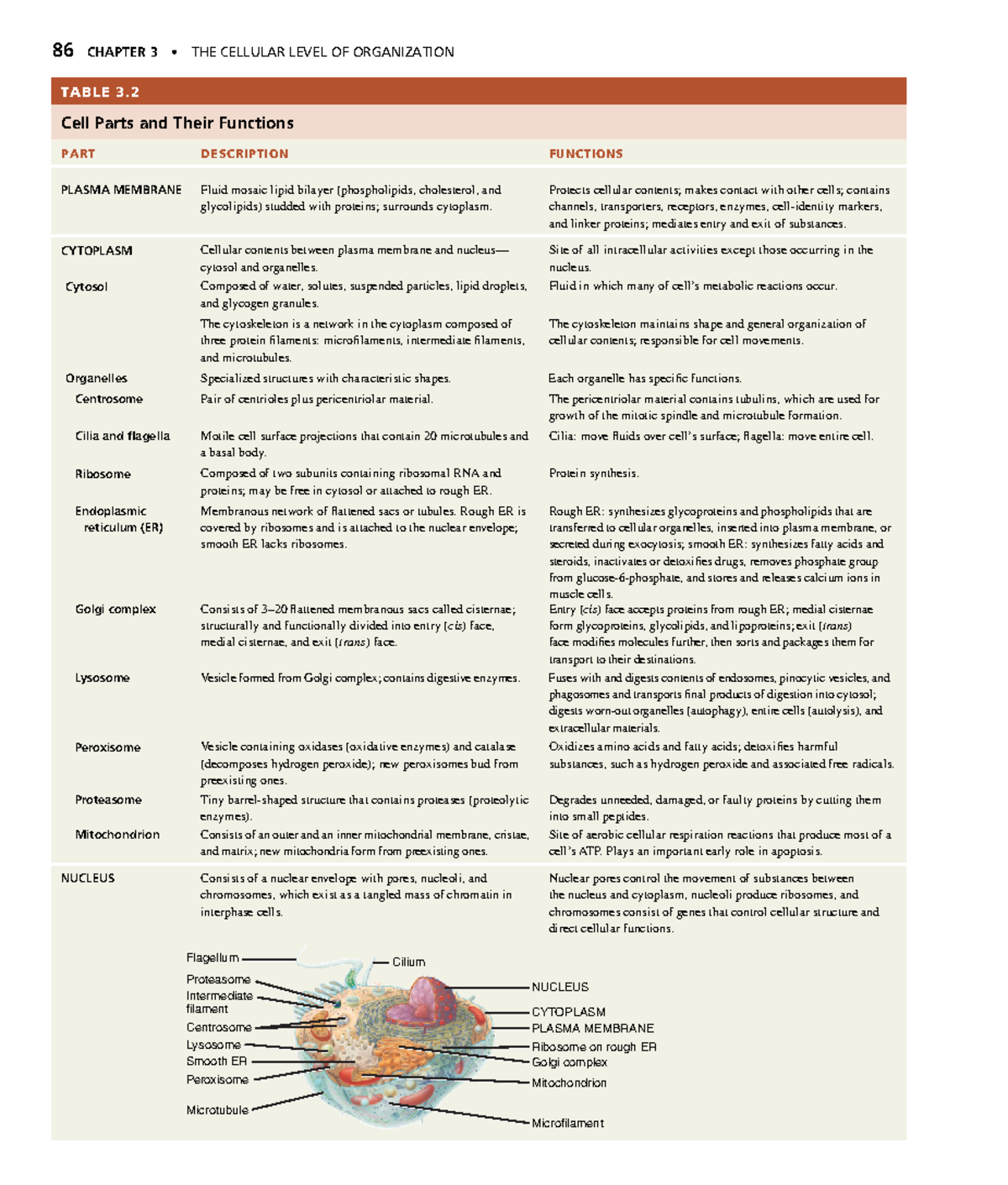 Anatomyand Physiology-40 - 86 CHAPTER 3 • THE CELLULAR LEVEL OF ...