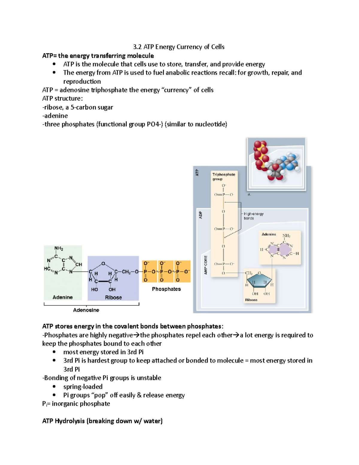 3.2 ATP - notes - 3 ATP Energy Currency of Cells ATP= the energy ...