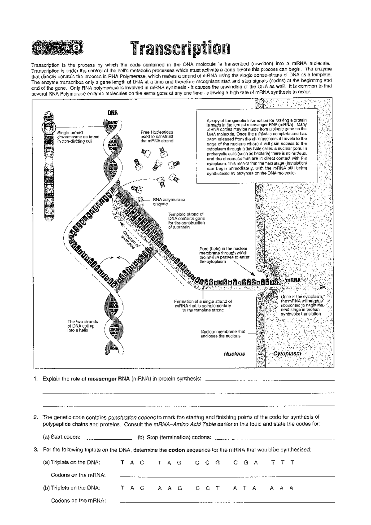 Transcription - biology - A 2 Transcription Transcription is the ...