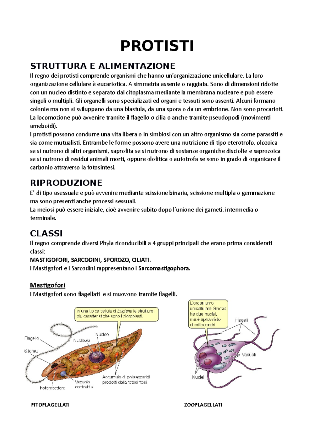 Protisti - PROTISTI STRUTTURA E ALIMENTAZIONE Il regno dei protisti ...