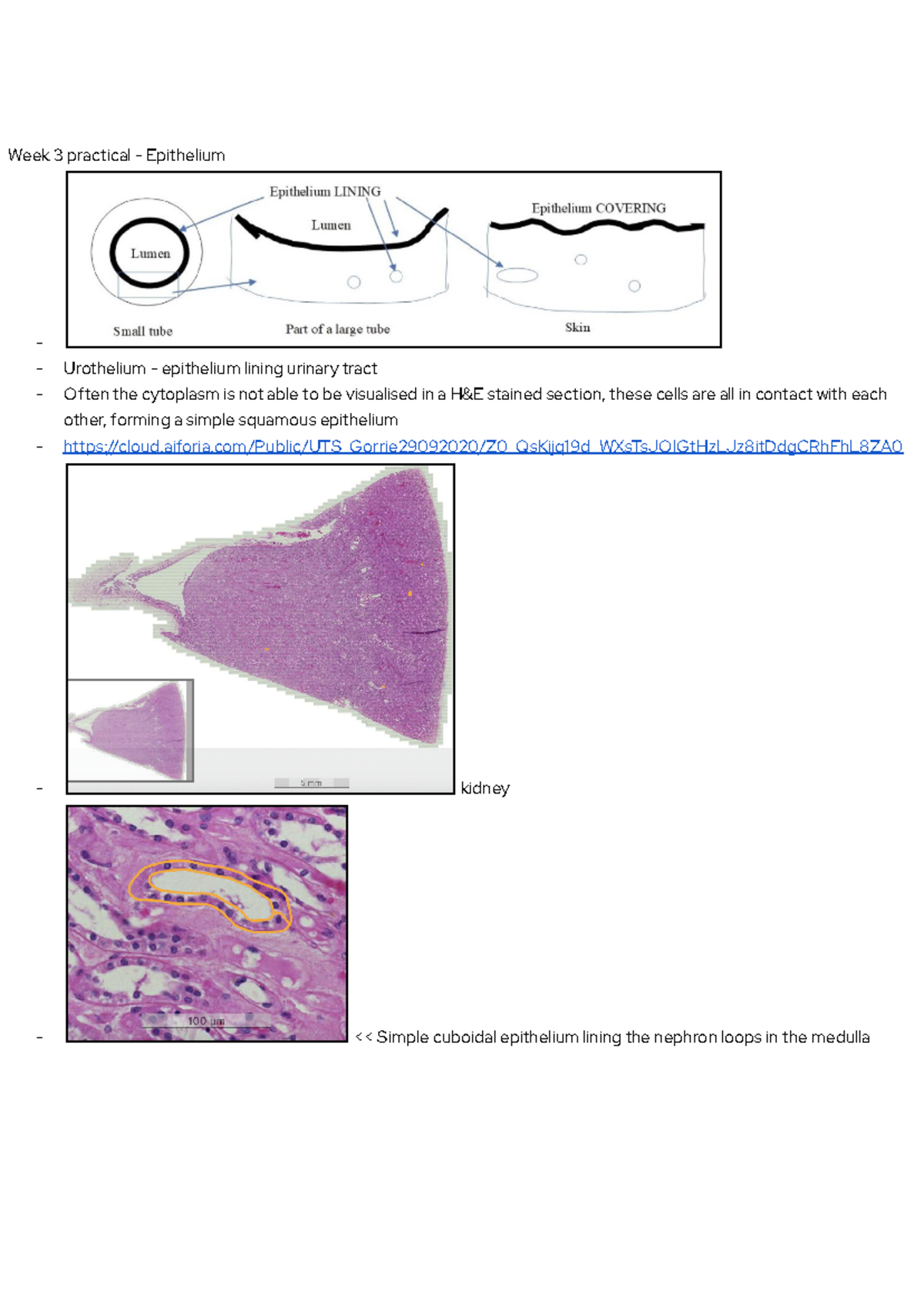 Week 3 Histology notes Part 1 - Practical and Aiforia cloud - Week 3 ...