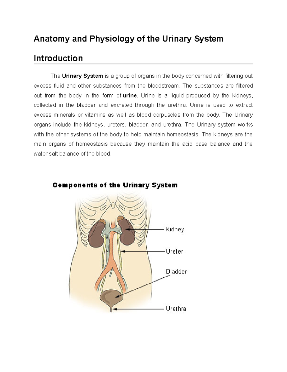 Anatomy and Physiology of the Urinary System Organs - Anatomy and ...