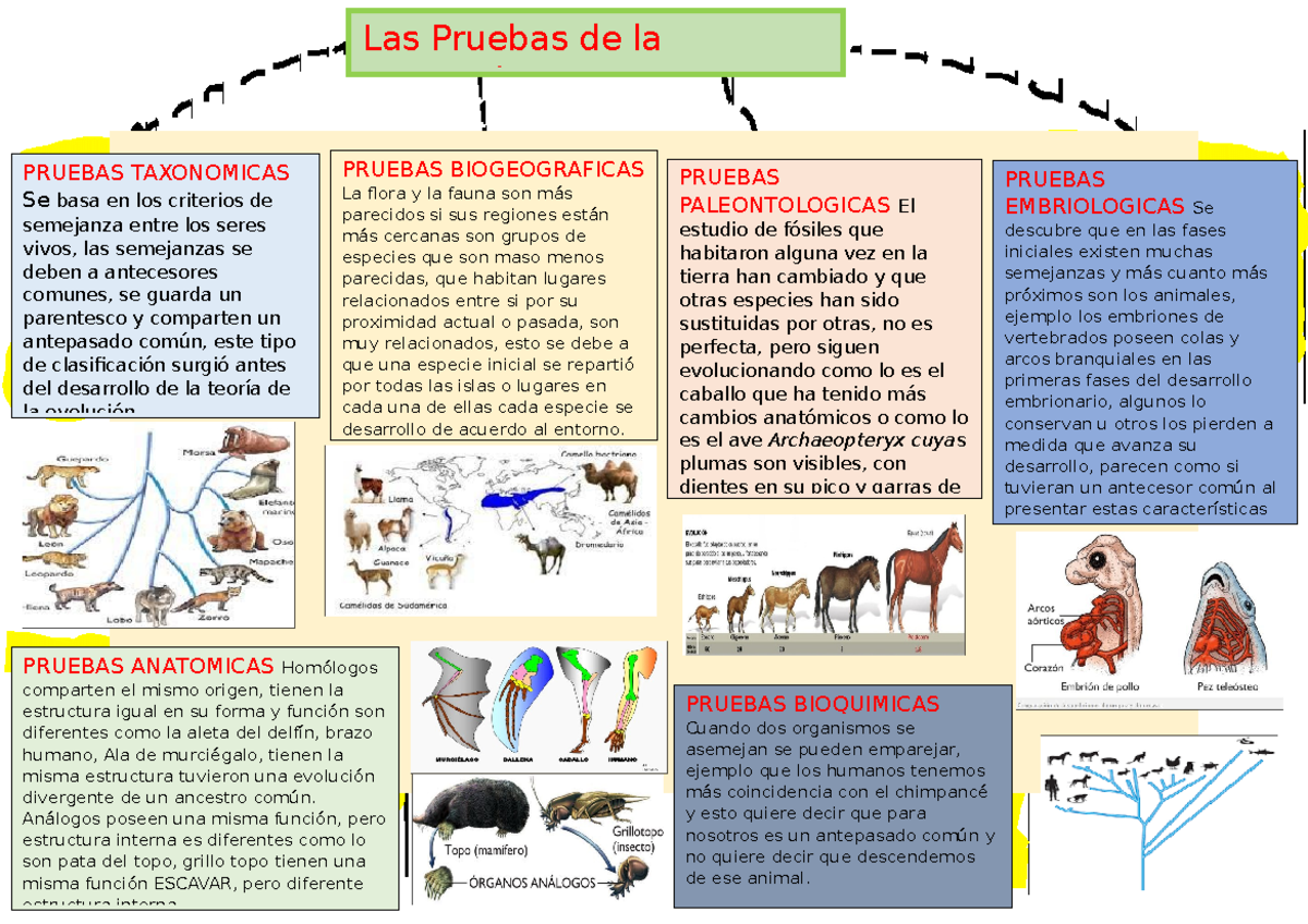 Organizador de las pruebas de la evolucion-Ciencia y Tecnologia - Las ...