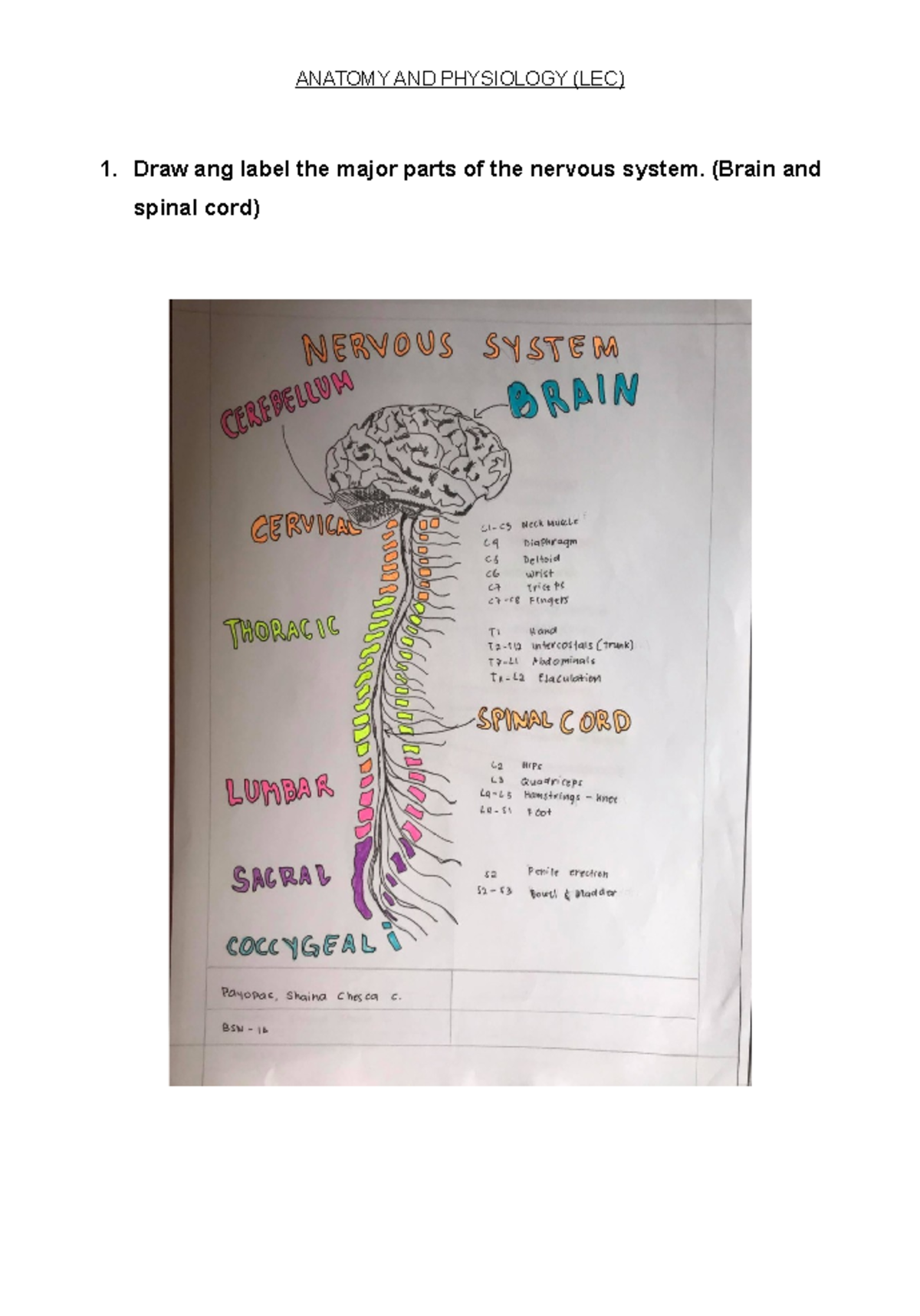 anatomy and physiology - ANATOMY AND PHYSIOLOGY (LEC) 1. Draw ang label ...