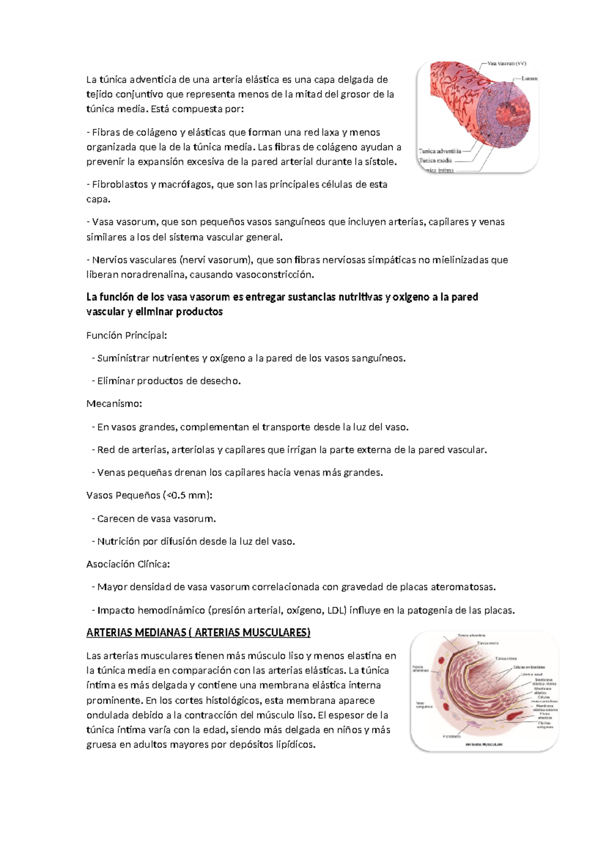 Cardiovascular - diapositivas - La túnica adventicia de una arteria ...