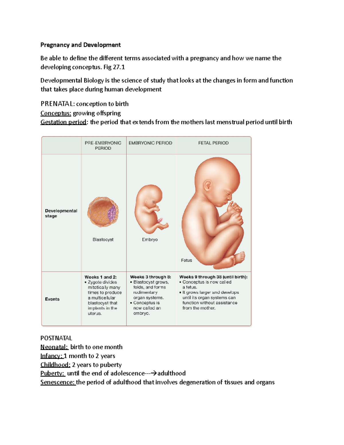 Pregnancy and Development study guide - Pregnancy and Development Be ...