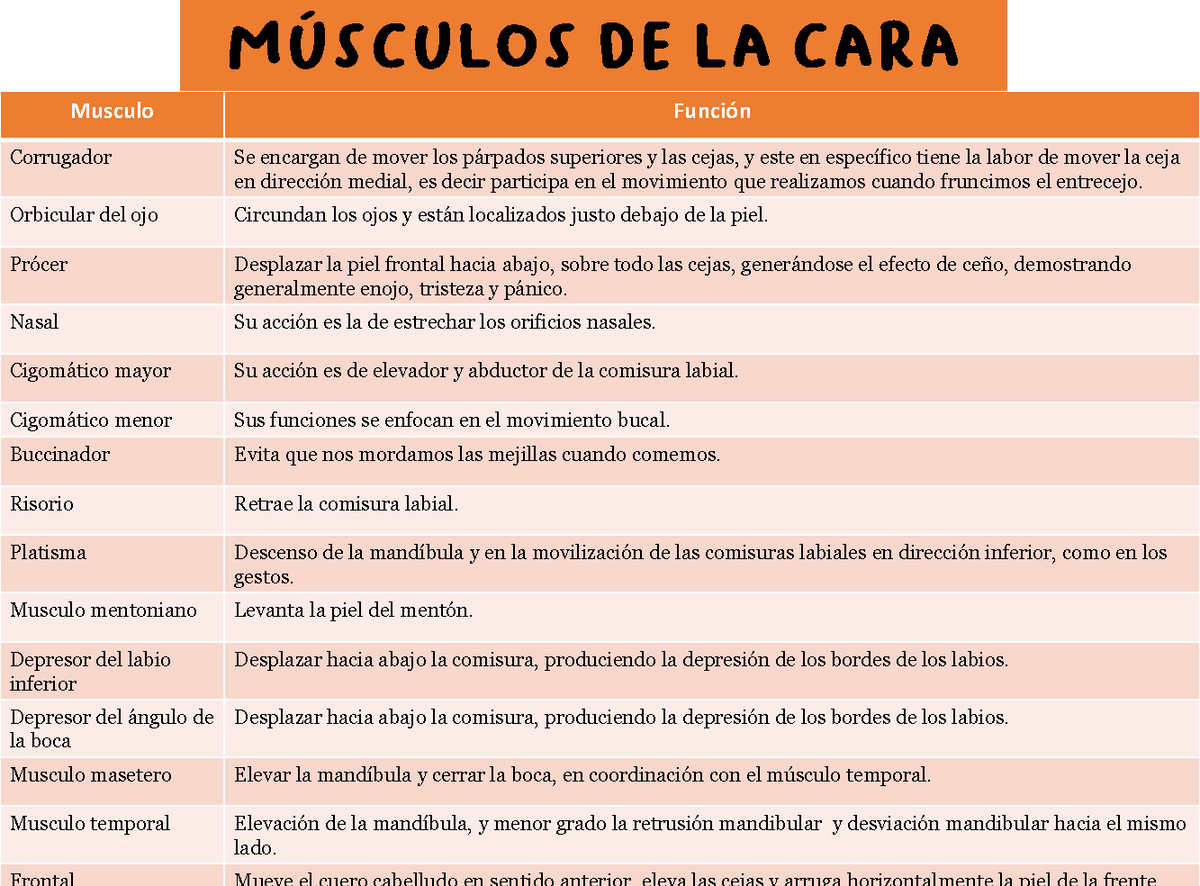 Músculos de la cara, cabeza y tórax. - Musculo Función Corrugador Se ...