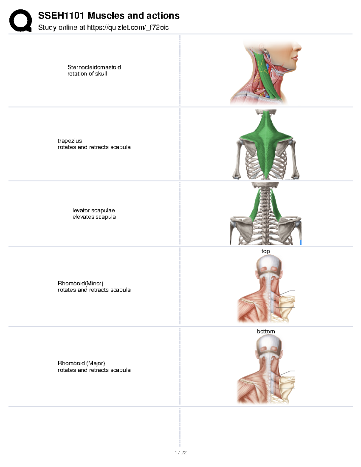Muscles and actions sseh1101 - Study online at quizlet/_f72oic ...