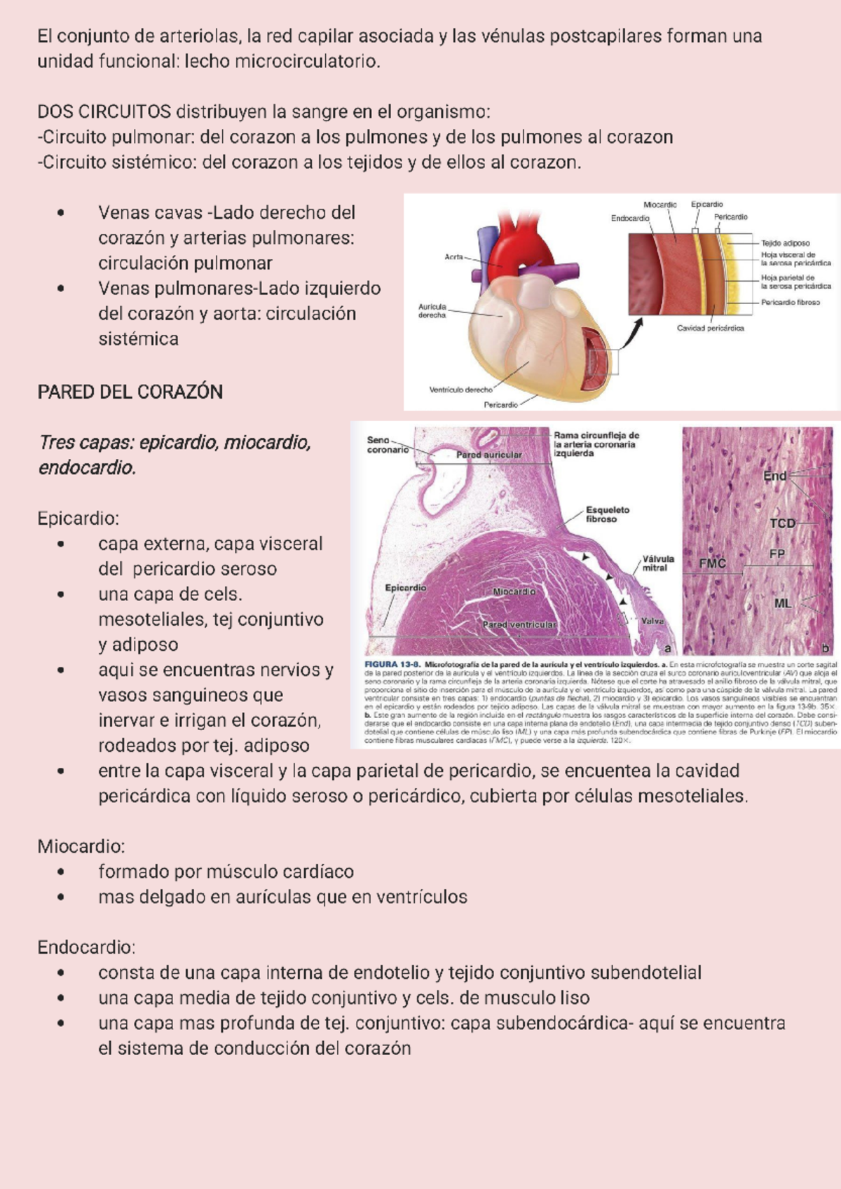 Histologia Cardiovascular - El conjunto de arteriolas, la red capilar ...