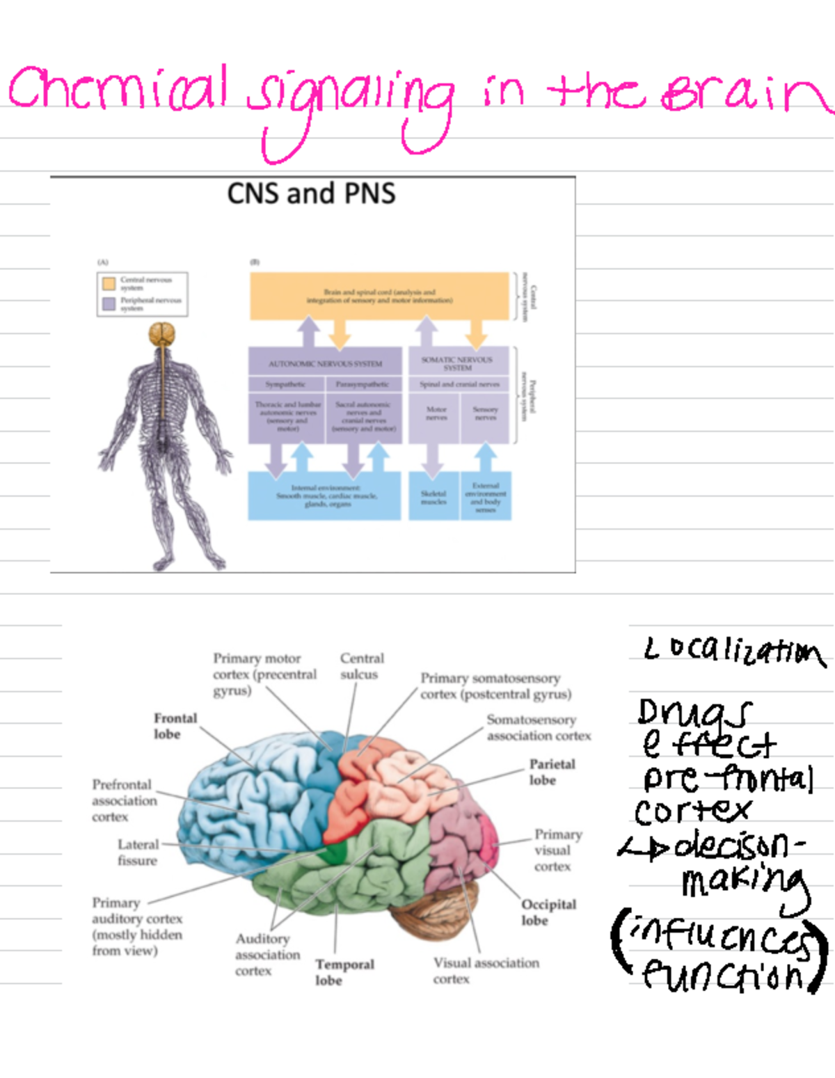 Chemical Signaling In The Brain Notes - Chemical signaling in the Brain ...
