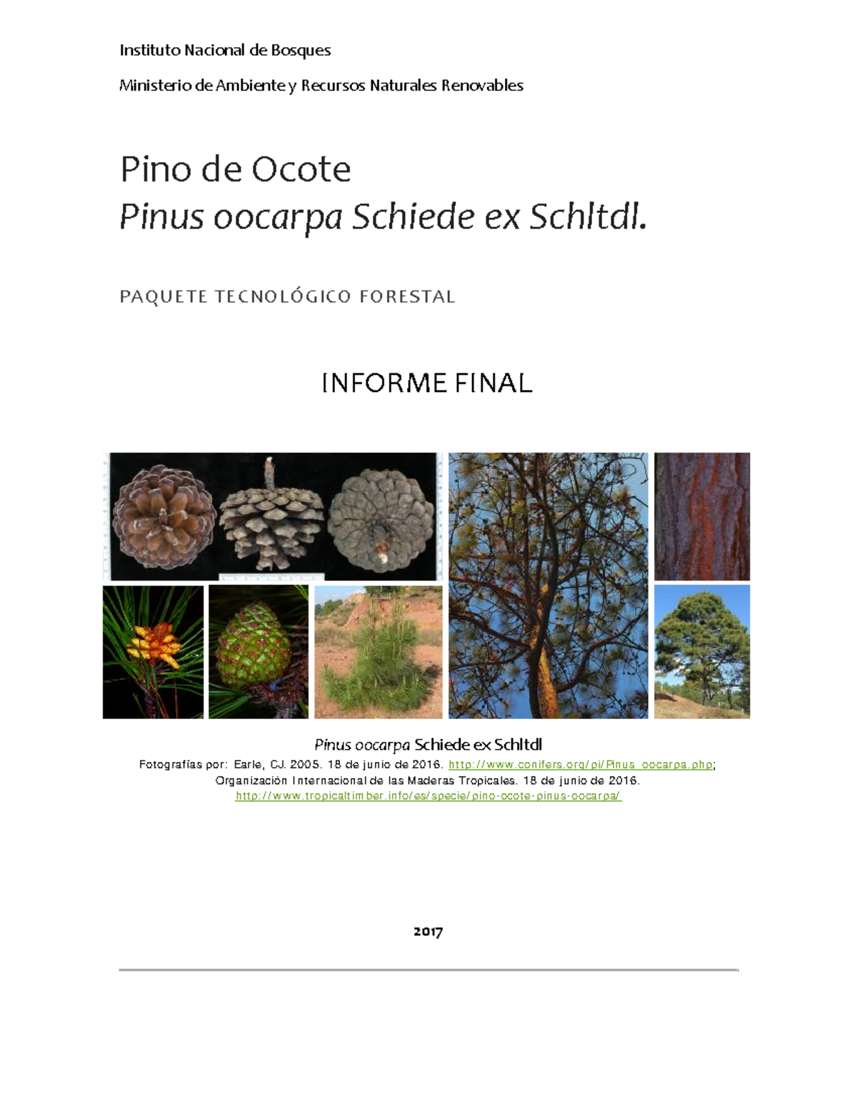 PINO Ocote - Estudio - Instituto Nacional de Bosques Ministerio de ...