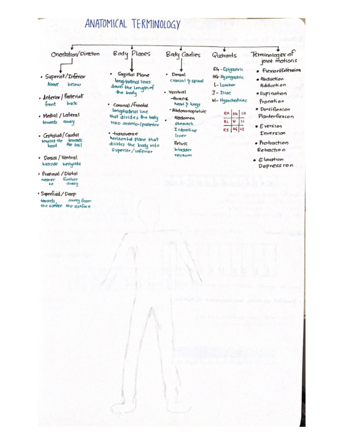 Notes for tissues of the body - Doctor Of Medicine - Studocu
