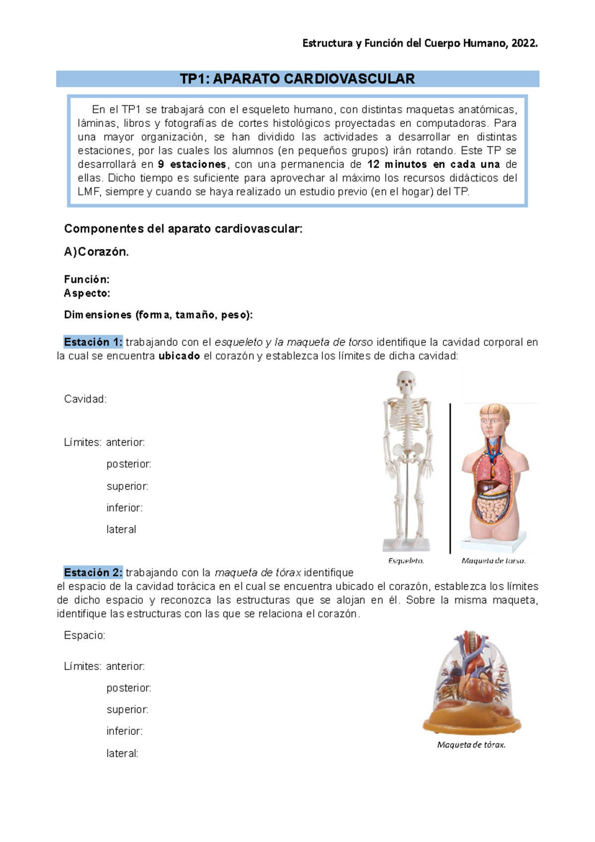 TP1 aparato cardiovascular - TP1: APARATO CARDIOVASCULAR En el TP1 se trabajará con el esqueleto ...