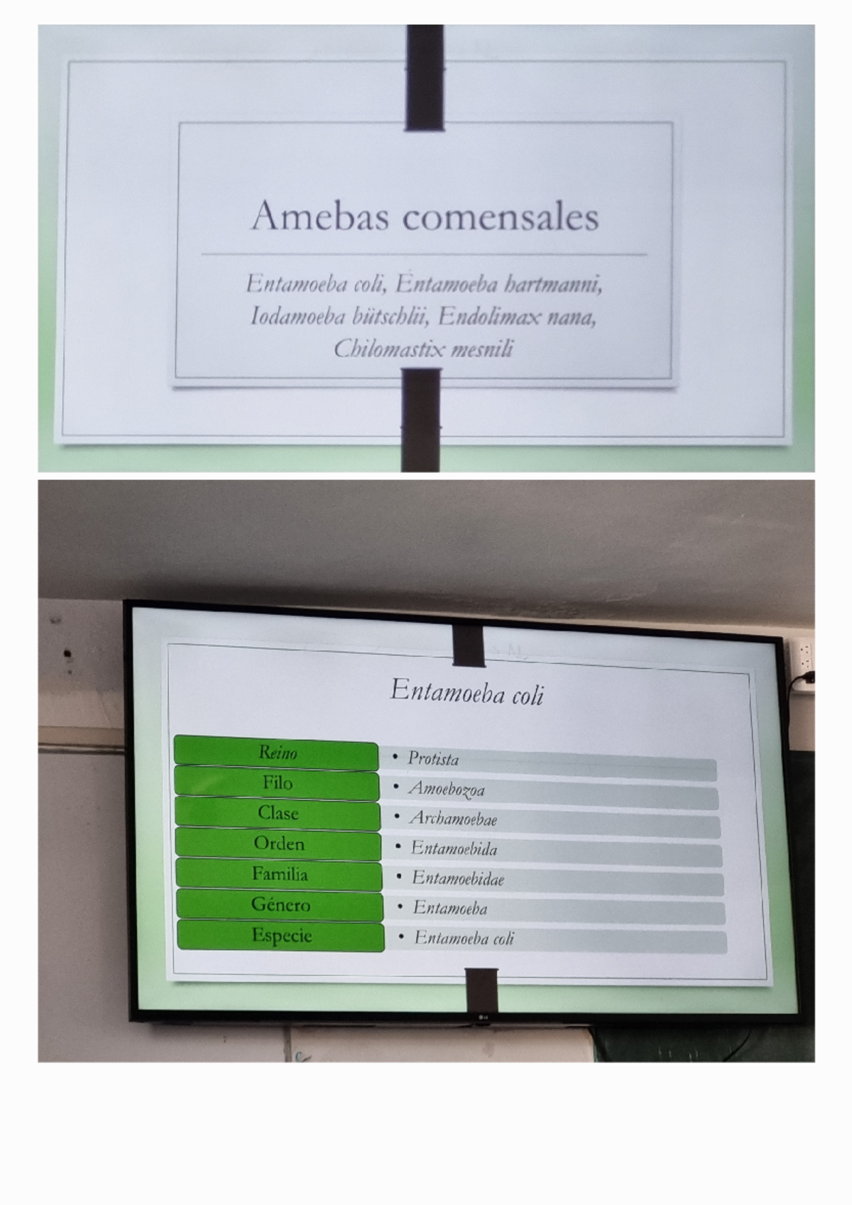 Clase 20 de febrero parasitologia 230220 165347 - Amebas comensales ...