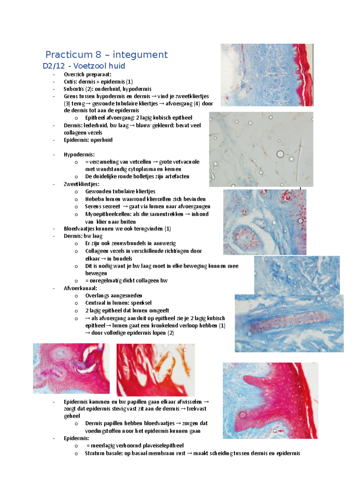 Practicum histologie - Practicum 8 – integument D2/12 - Voetzool huid ...