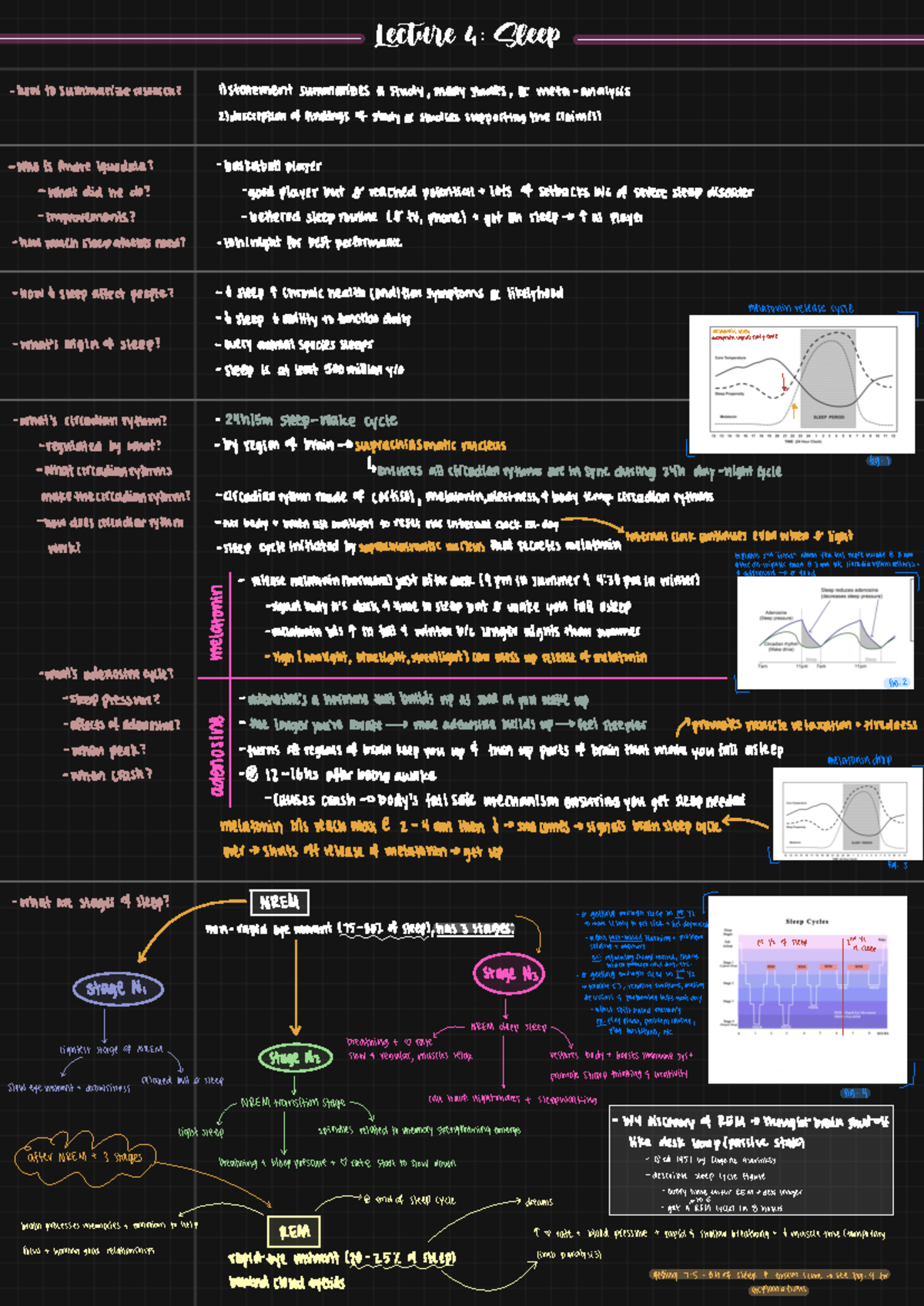 Lecture 4 The Science Of Sleep - Lecture 4: Sleep how to summarize ...