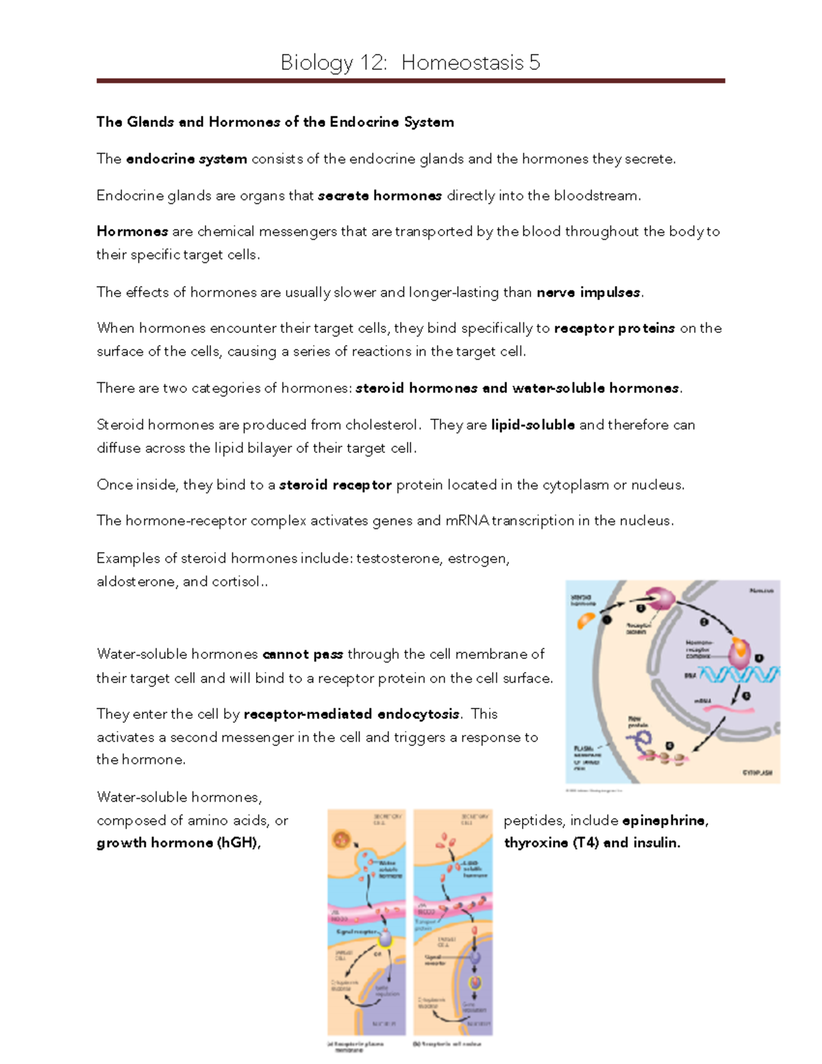 2019 Homeostasis L5 - notes - Biology 12: Homeostasis 5 The Glands and ...
