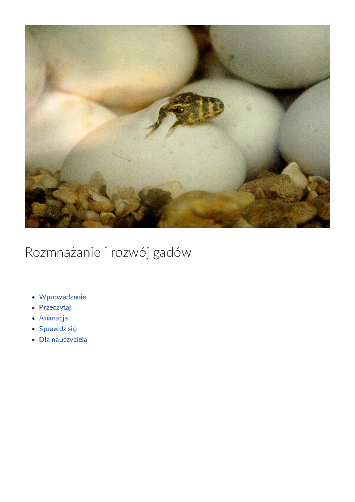 Rozmnazanie i rozwoj gadow - Rozmnażanie i rozwój gadów Wprowadzenie ...