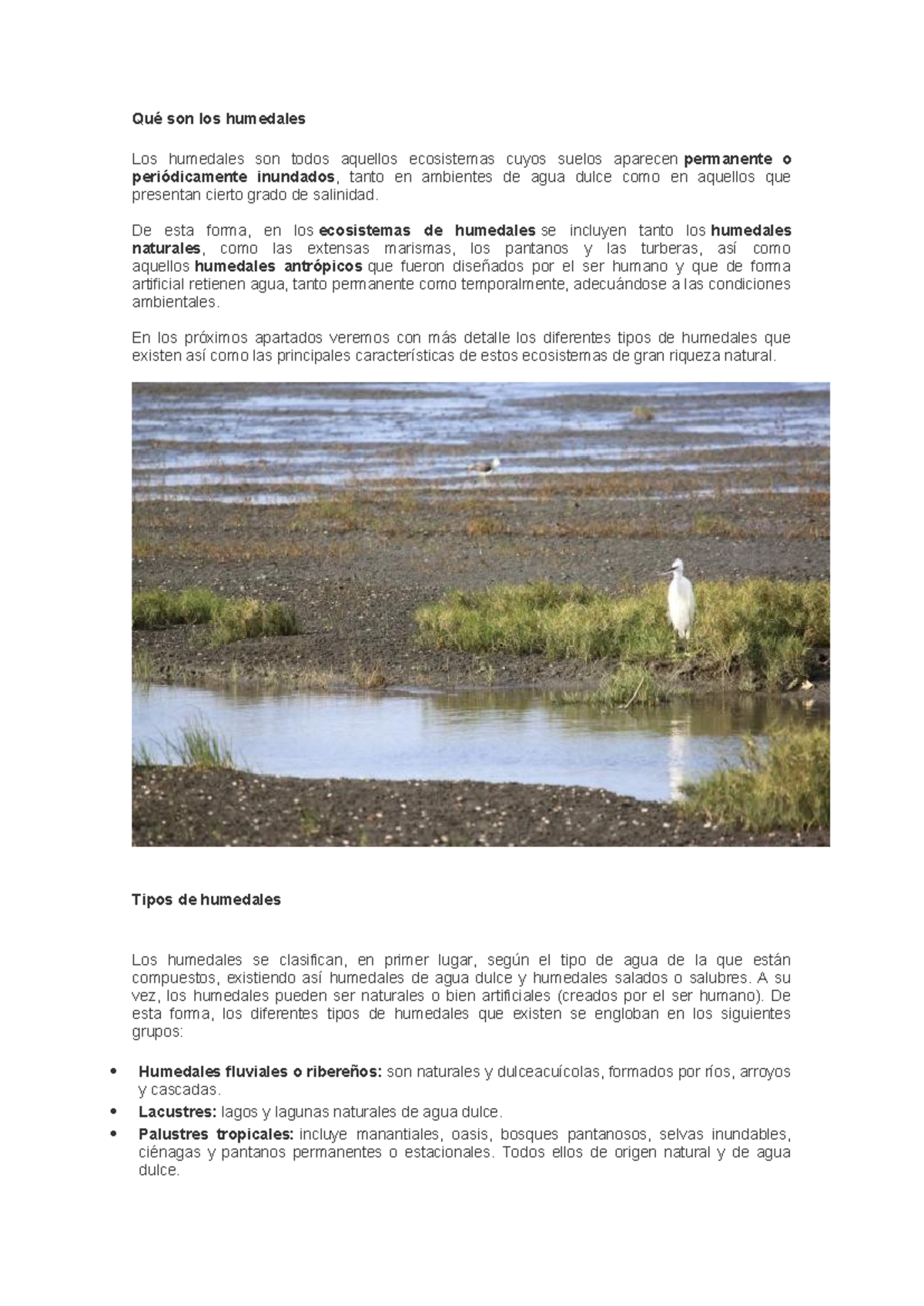 Qué son los humedales - ensayo sobre biomas - Qué son los humedales Los ...