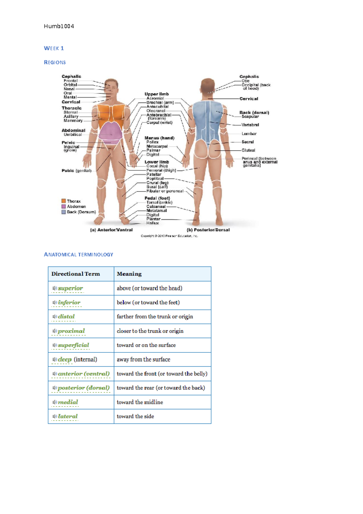 Week 1 - bone - week 1 of bone - WEEK 1 REGIONS ANATOMICAL TERMINOLOGY ...