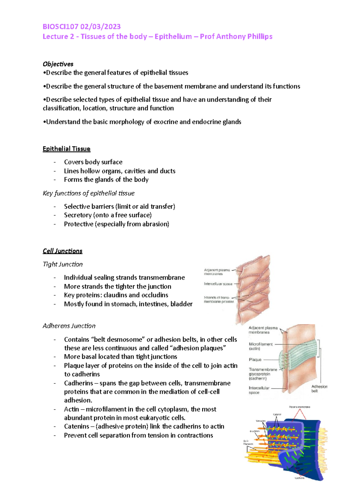 Lecture 2 The Tissues of the Human Body Epithelia - Lecture 2 - Tissues ...